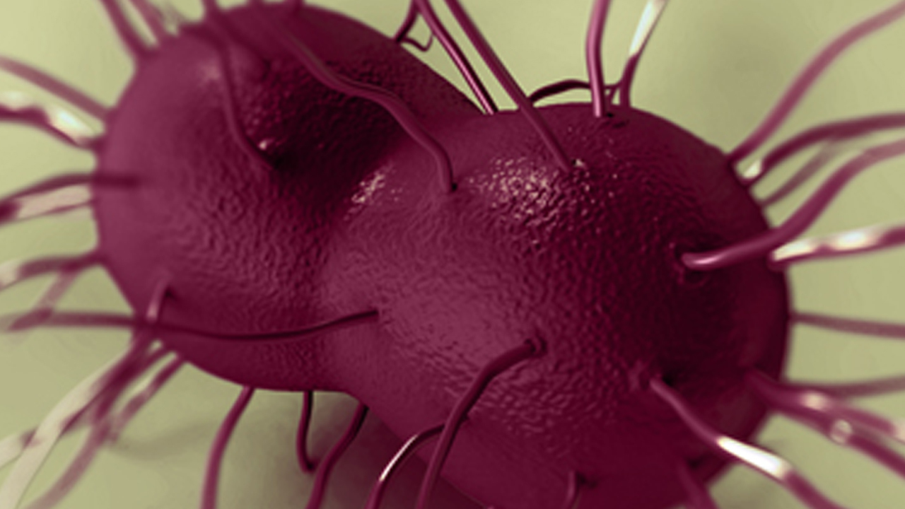 Researchers Worried About Untreatable Form Of Gonorrhea